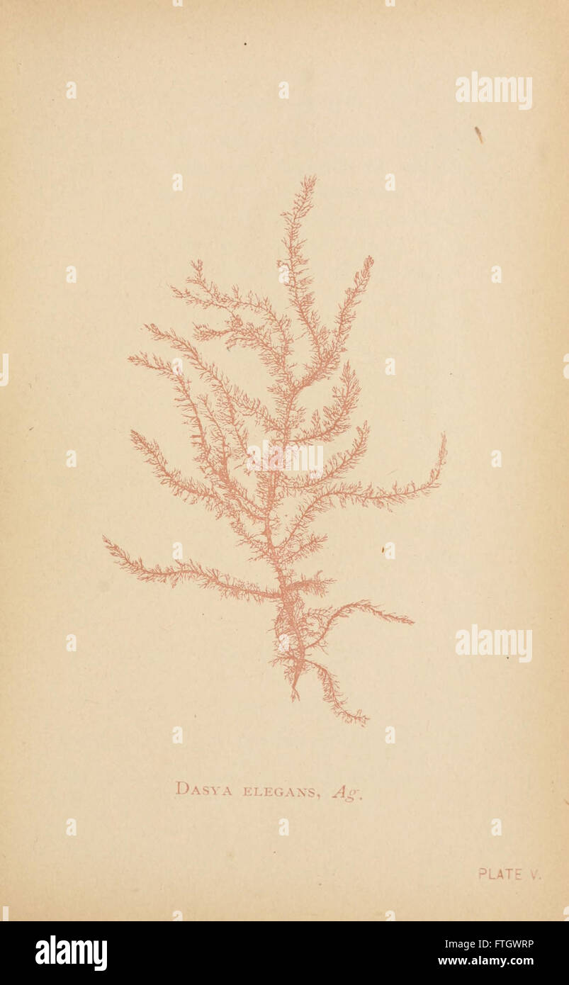 This plate from *Sea Mosses* displays a variety of sea moss species ...