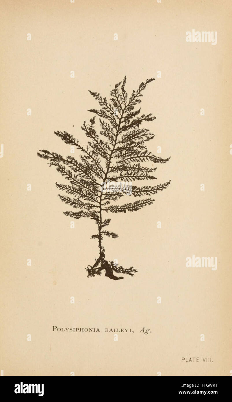 'Sea Mosses' (Plate VIII) features detailed illustrations and ...