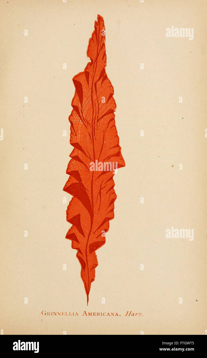 Xii font hi-res stock photography and images - Alamy