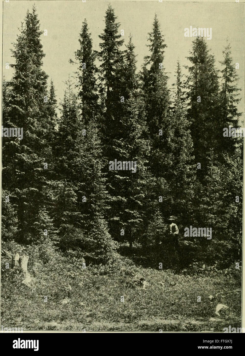 A 1918 forestry publication focusing on forest management, conservation ...
