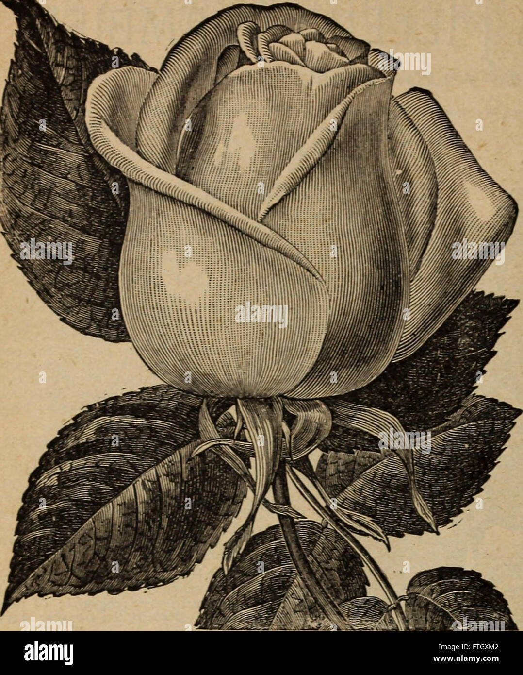 A publication from 1899 offering a snapshot of cultural, social, and ...