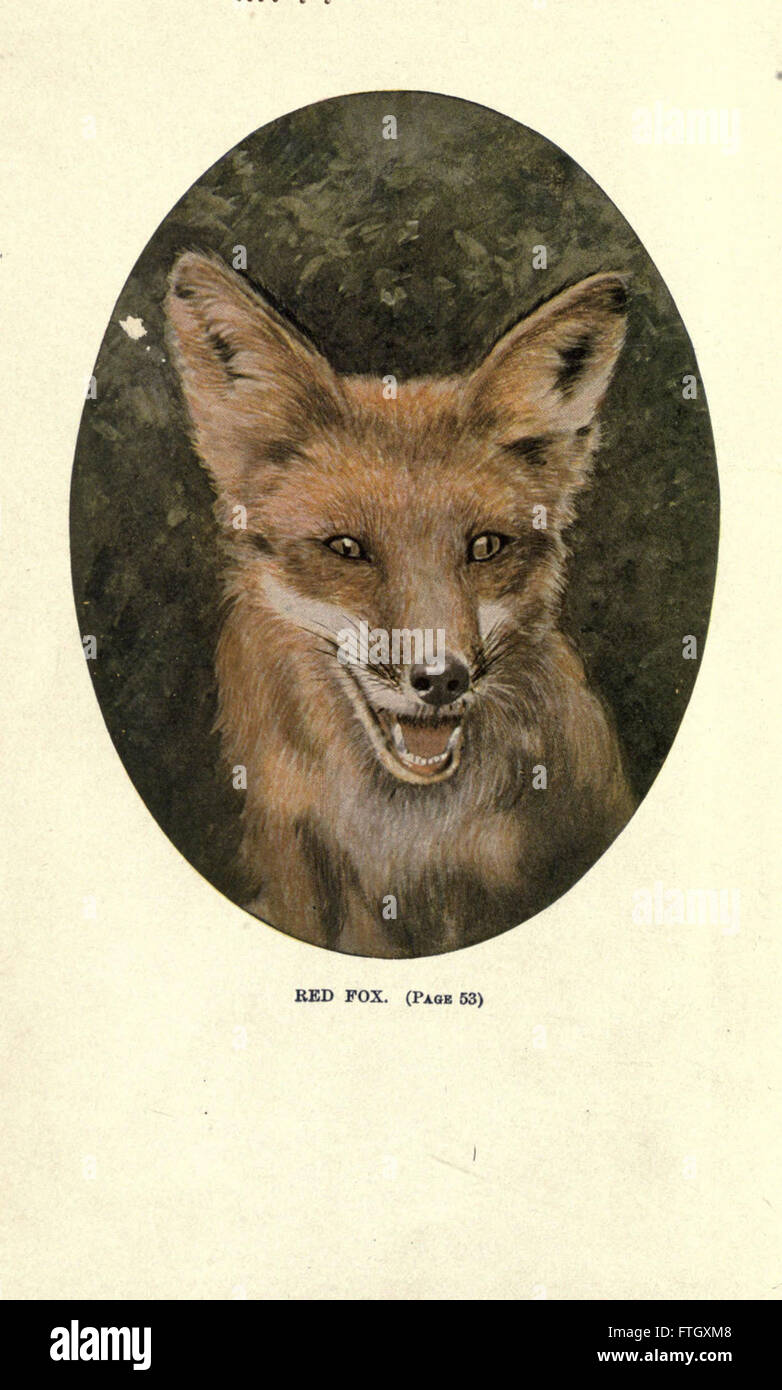 *Squirrels and Other Fur-Bearers* (Plate 1) illustrates various species ...