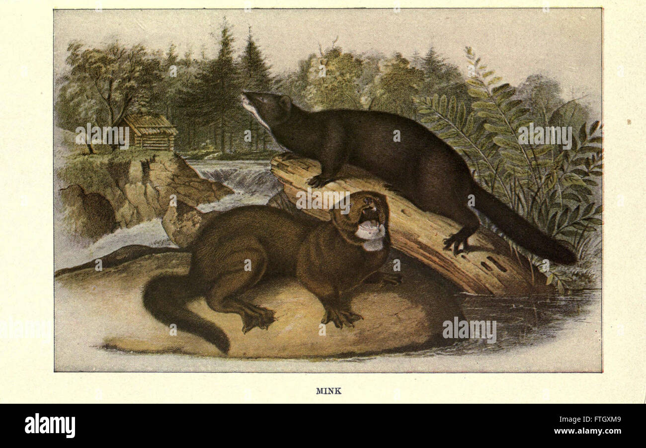 *Squirrels and Other Fur-Bearers* (Plate 10) features an illustration ...