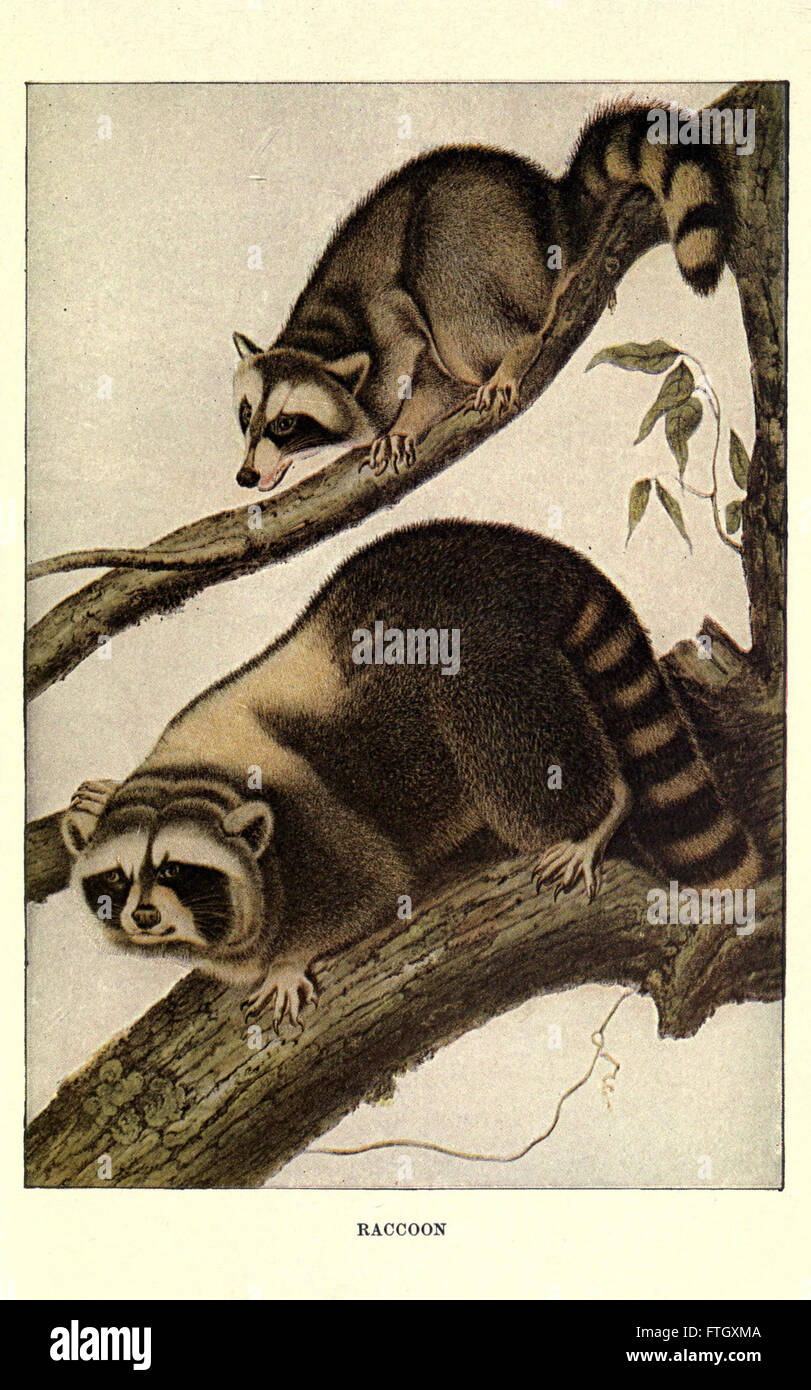 'Squirrels and Other Fur-Bearers' provides detailed depictions of ...