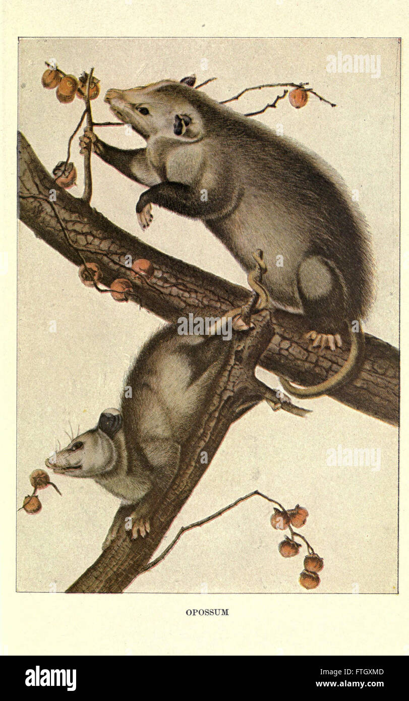 This illustration focuses on squirrels and other fur-bearing animals ...