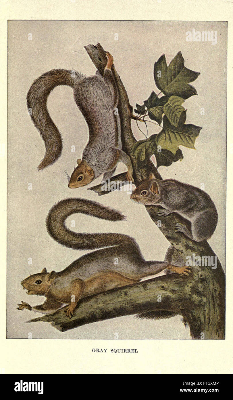 This plate, part of a larger work, showcases squirrels and other fur ...