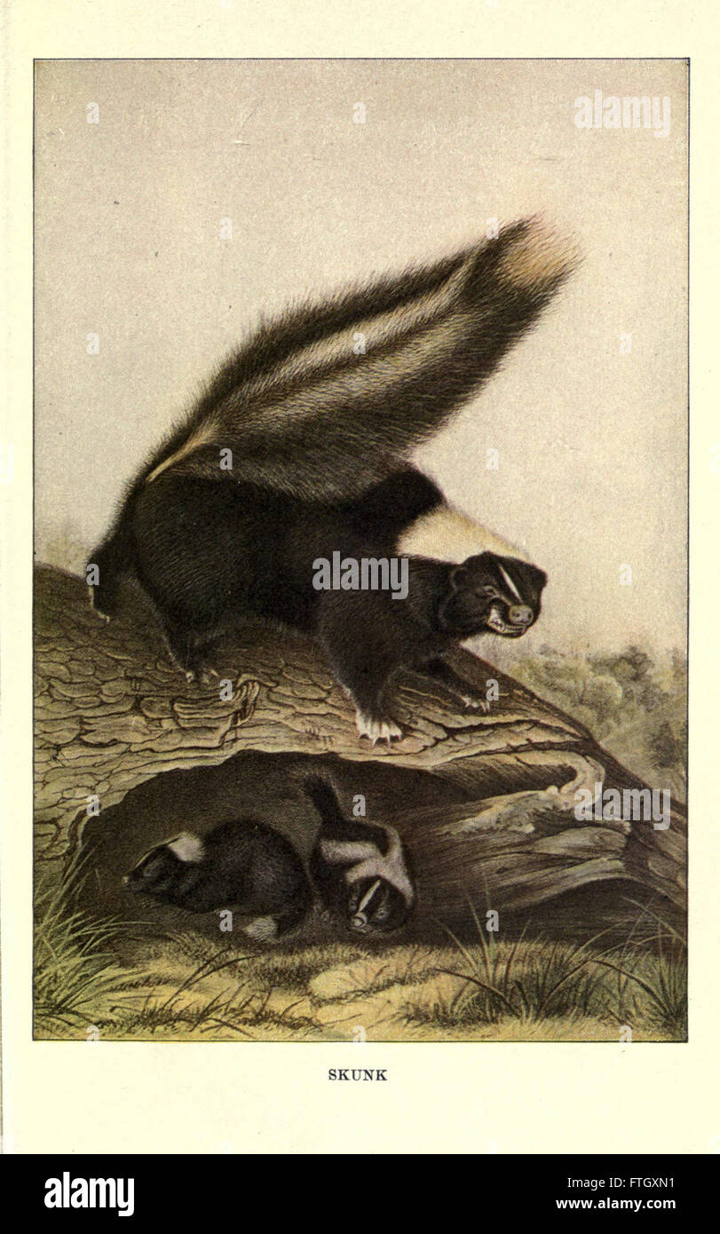 This 19th-century illustration features squirrels and other fur-bearing ...