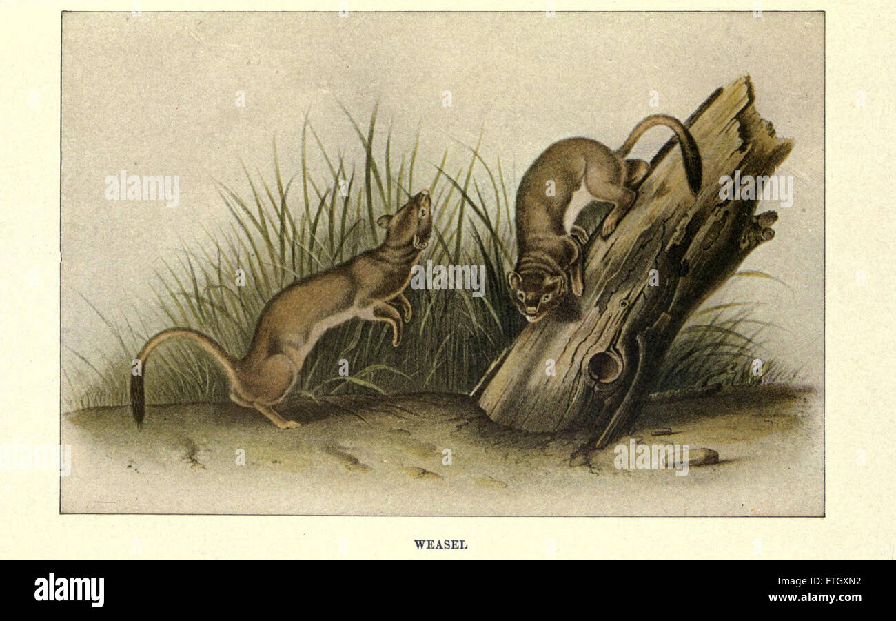This plate illustrates squirrels and other fur-bearing animals ...