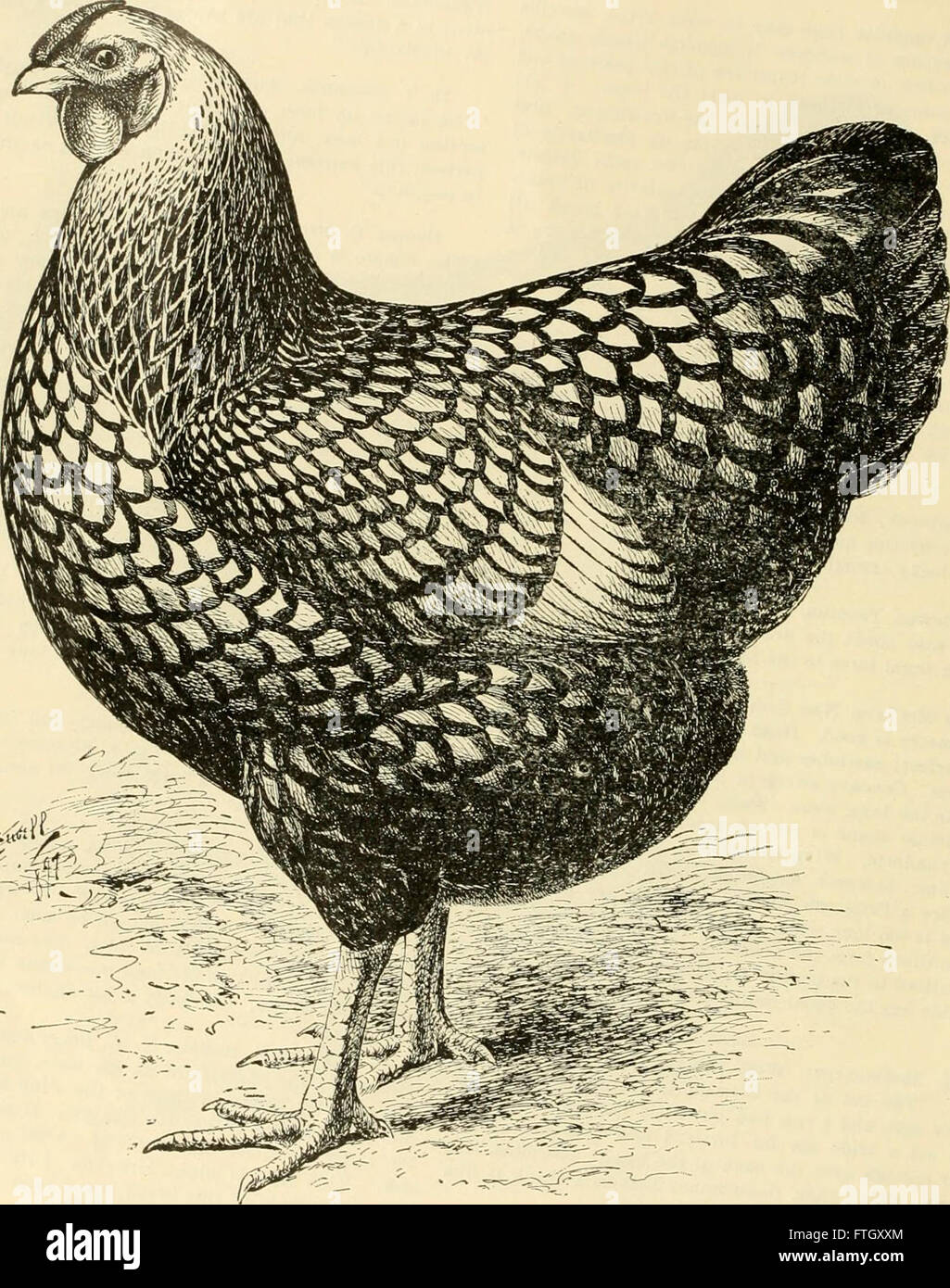 Partridge Wyandotte Chicken Partridge Wyandotte Chicken Hi Res Stock