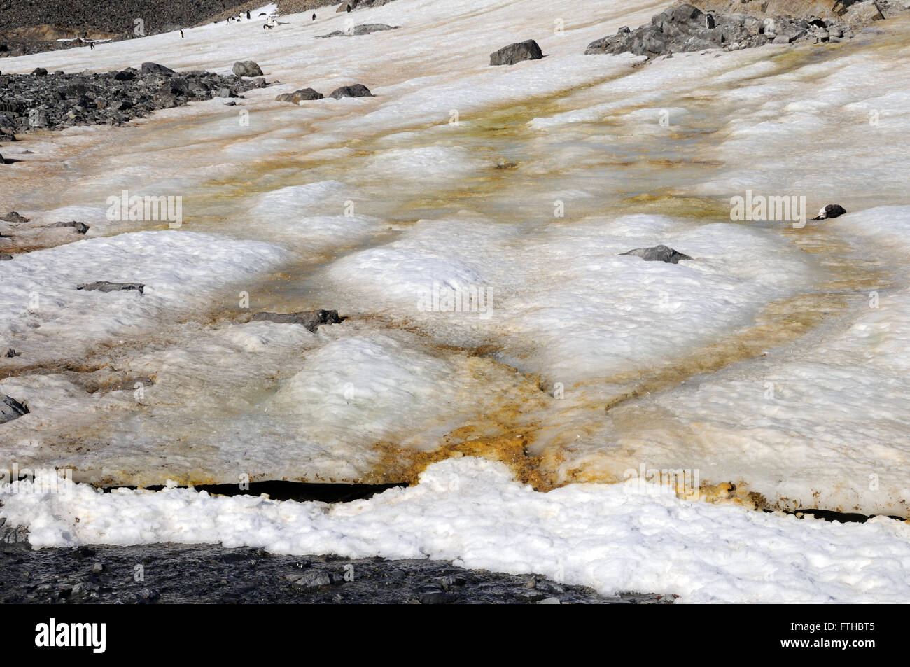 Brown algae stain melting snow near Hope Bay. Hope Bay, Antarctica ...