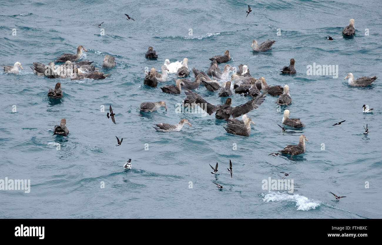 Feed on krill and small fish hi-res stock photography and images - Alamy