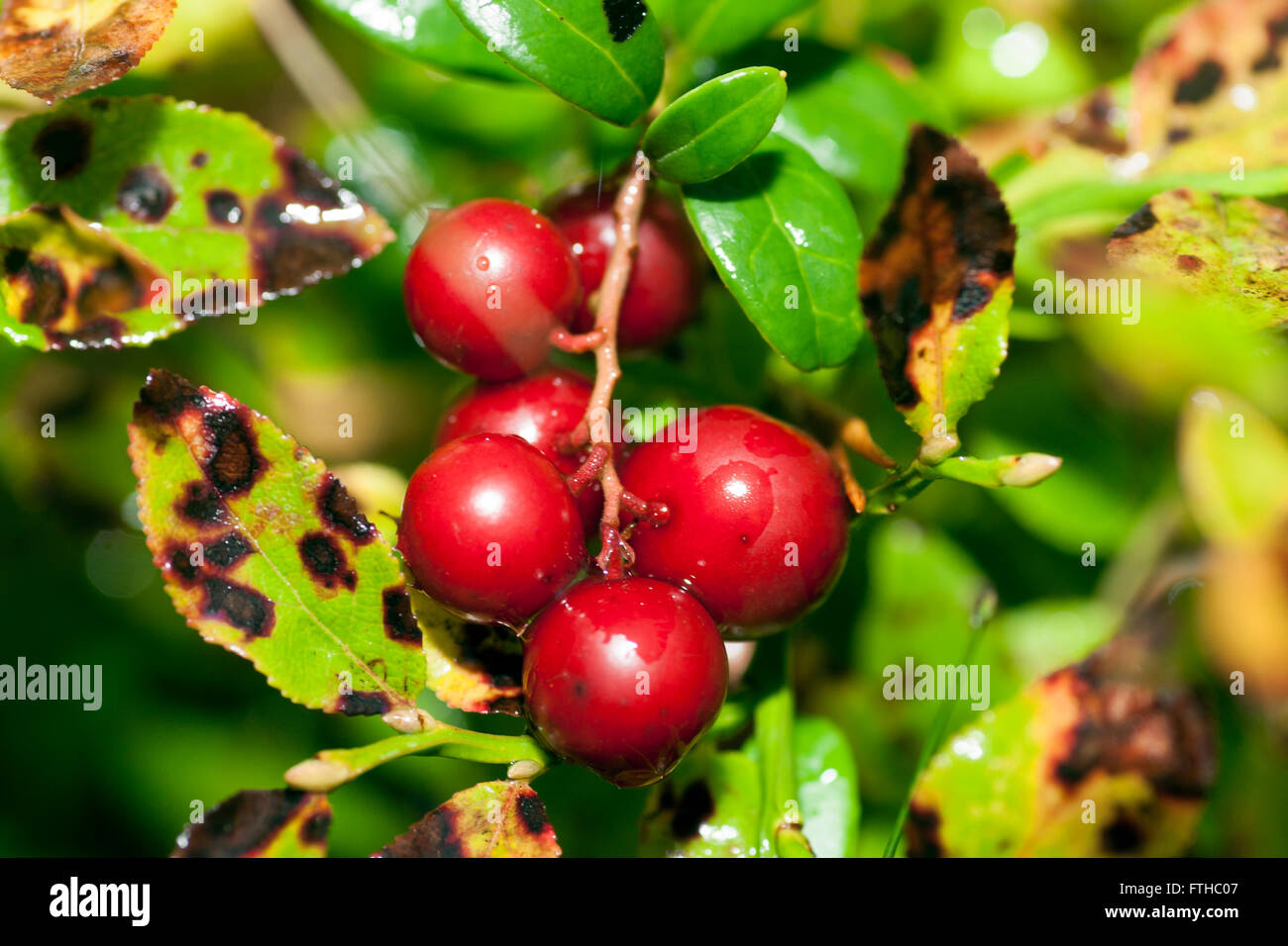 Organic cowberries in nature. Close up Stock Photo - Alamy