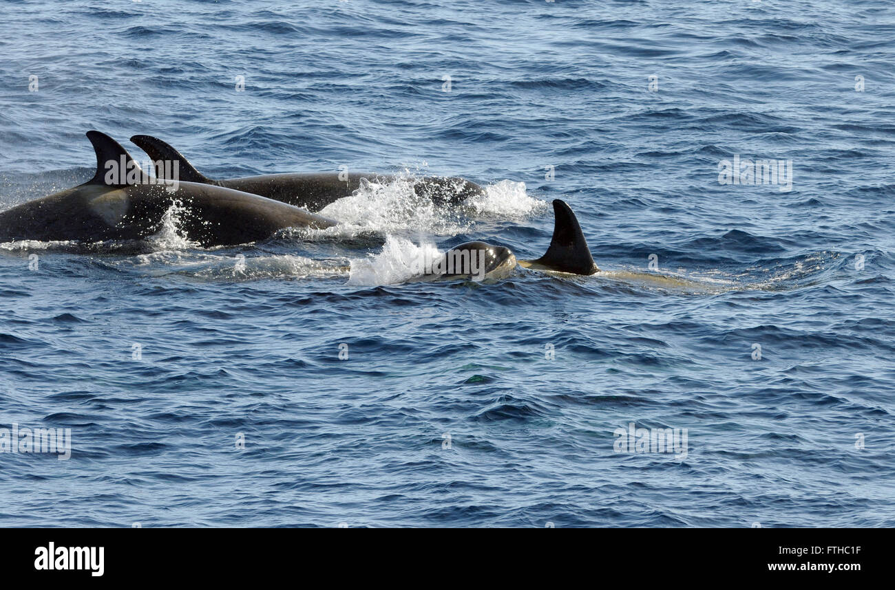 Killer whales or orcas (Orcinus orca). These are type B Orcas. Hope Bay ...