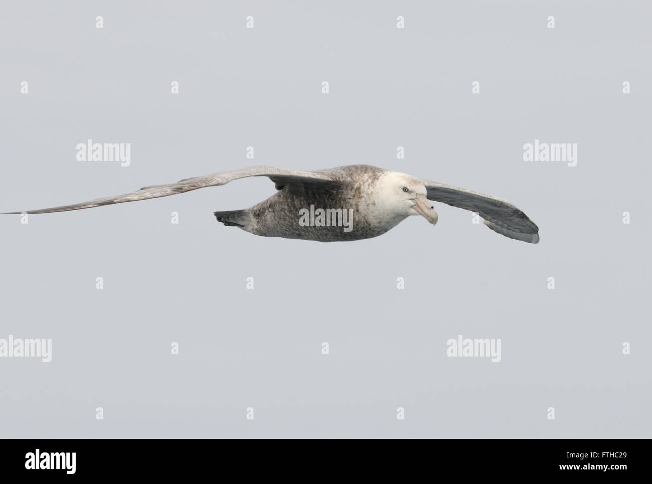 Southern giant petrel (Macronectes giganteus) in flight. Drake Passage ...