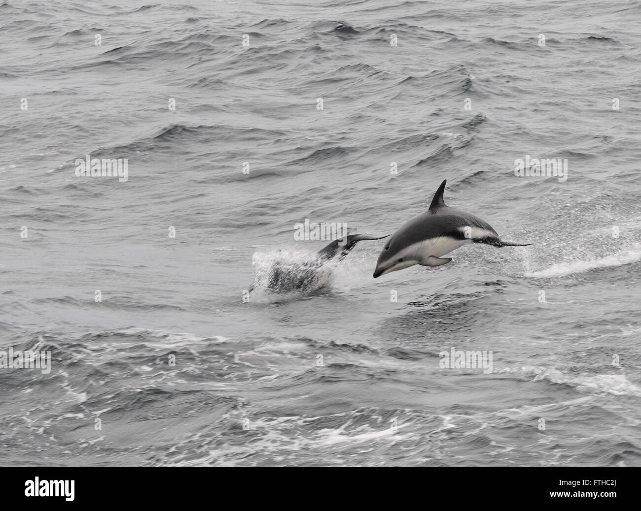 Dusky Dolphins (Lagenorhynchus obscurus) leaping from the sea. Drake ...