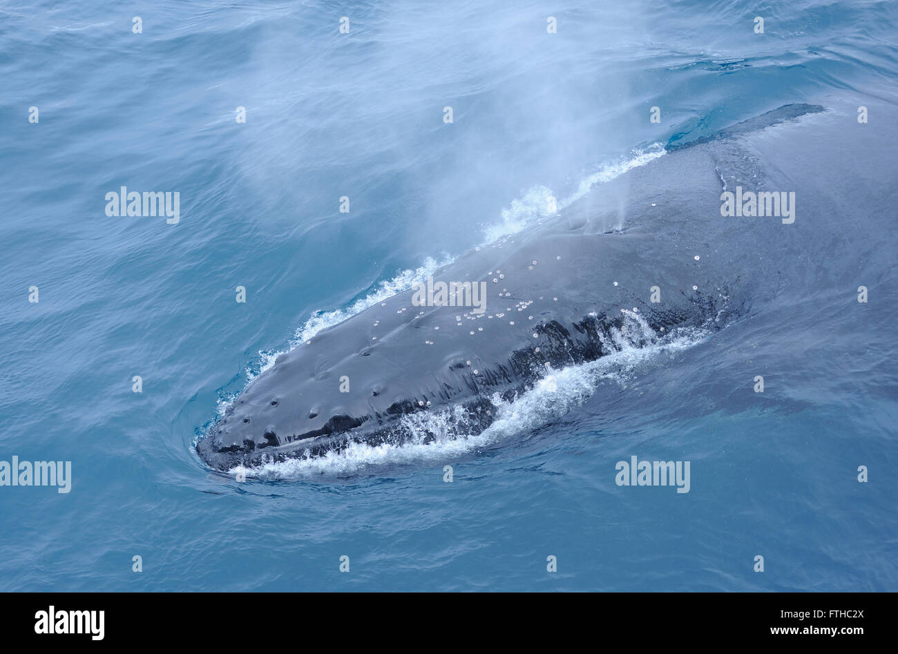 Spouting Humpback Whale High Resolution Stock Photography and Images ...
