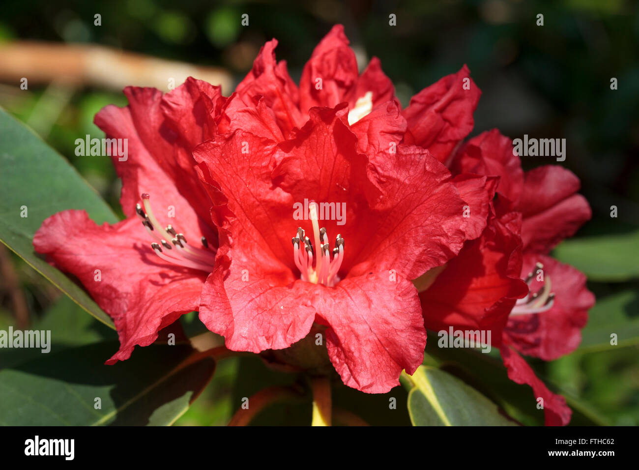 Flower truss of the early spring blooming evergreen tree rhododendron ...