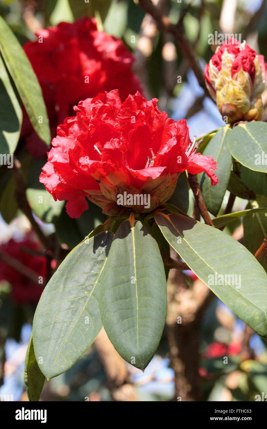 Flower truss of the early spring blooming evergreen tree rhododendron ...