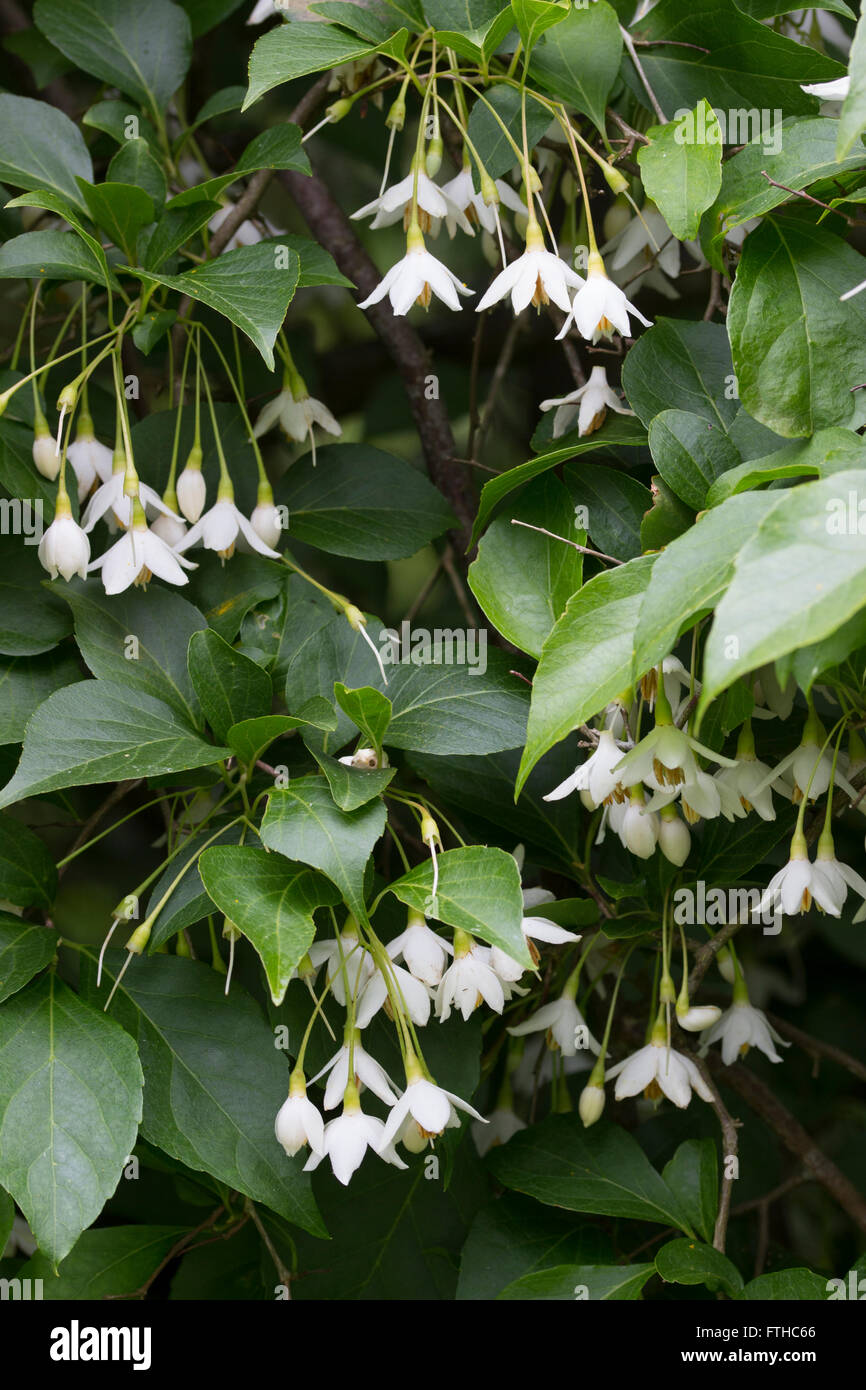 Japonica tree hi-res stock photography and images - Alamy
