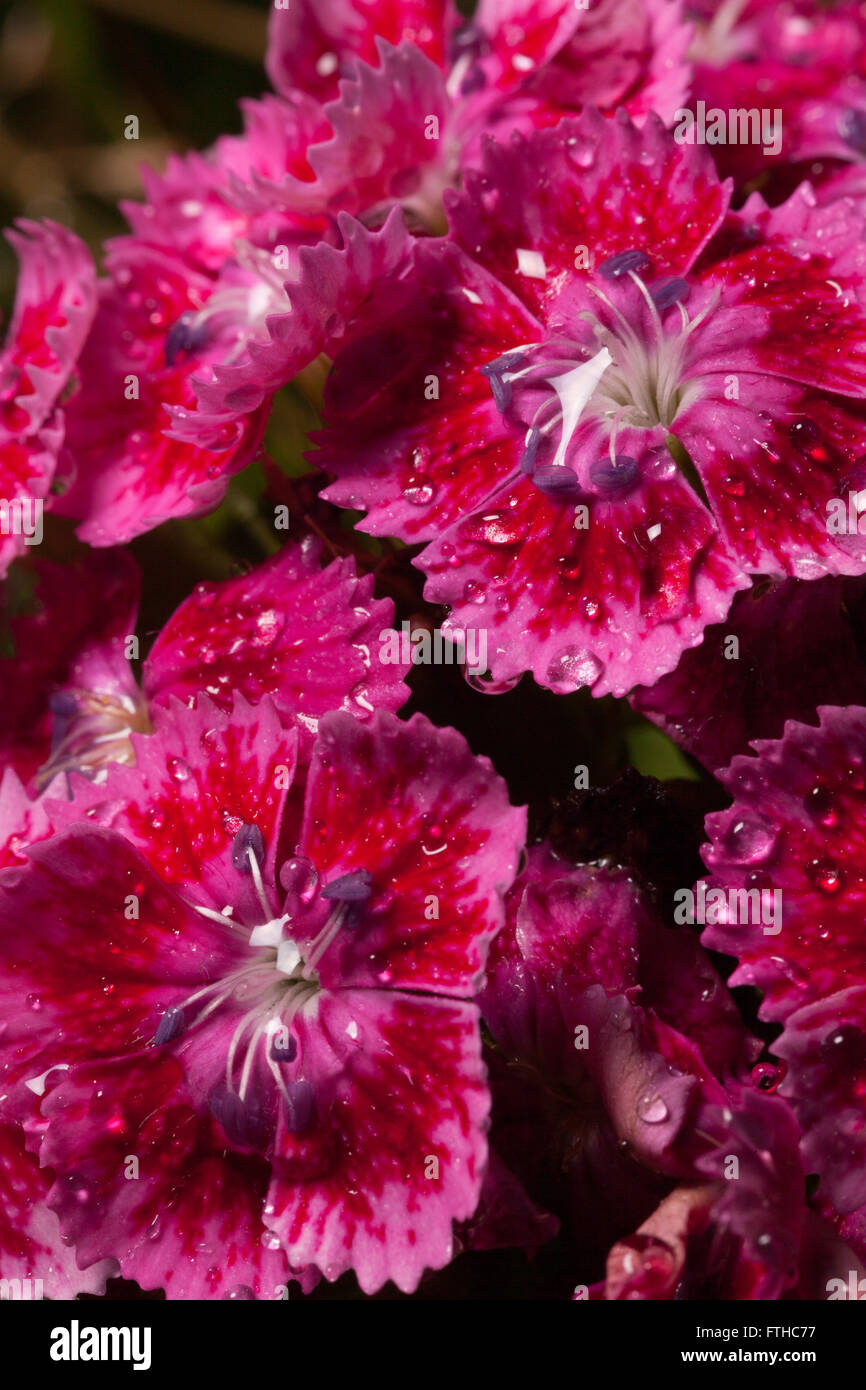 Red light carnation hi-res stock photography and images - Alamy