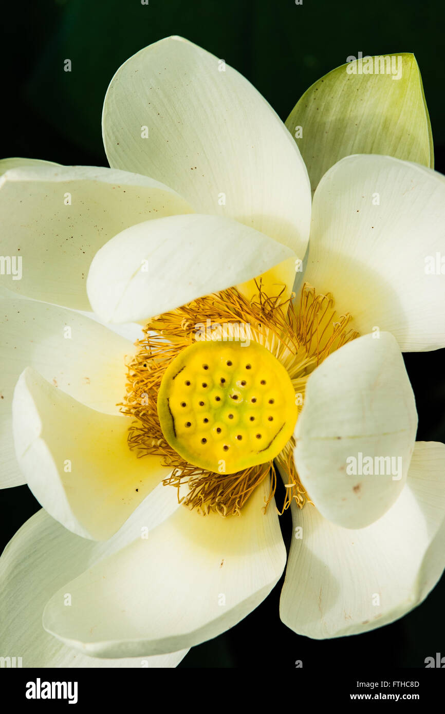 Nelumbonaceae, Lotus close up picture Stock Photo - Alamy