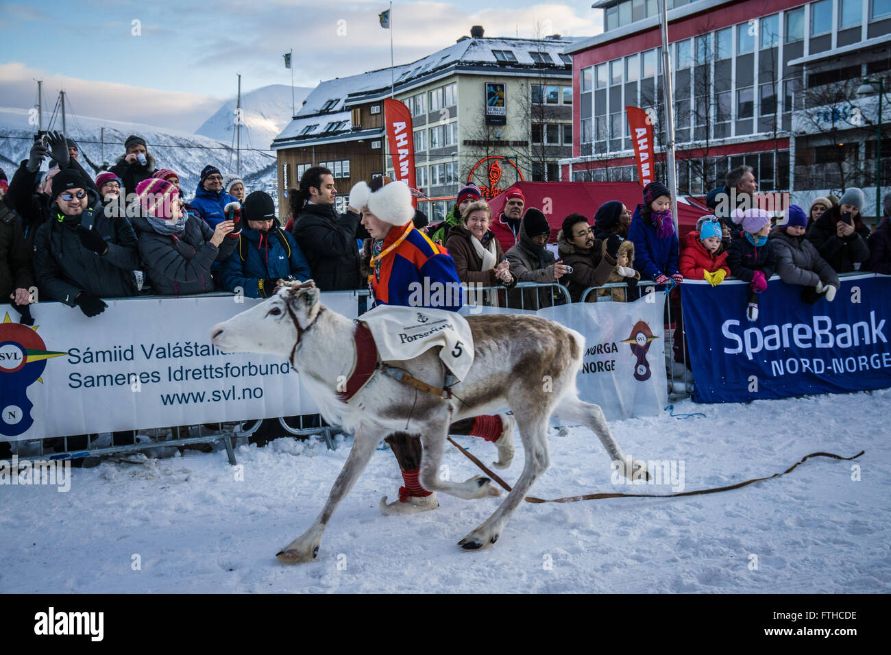 Reindeer racing norway hi-res stock photography and images - Alamy