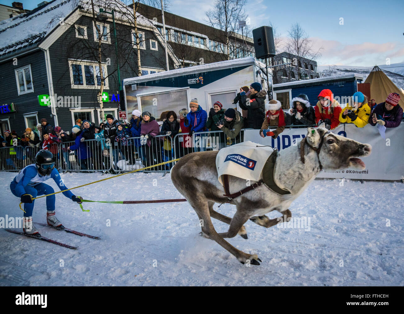 Tromso reindeer racing 2016 Stock Photo - Alamy