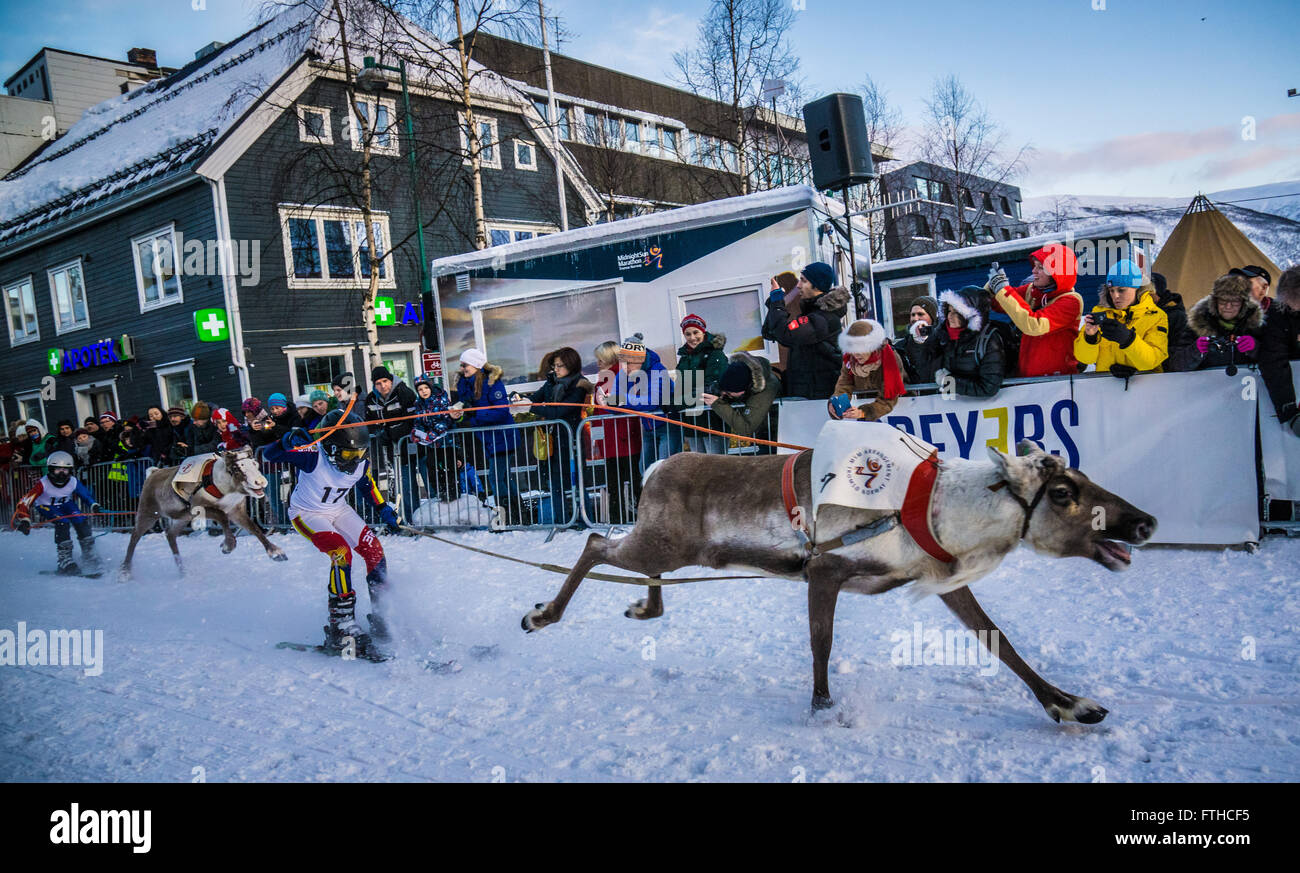 Tromso reindeer racing 2016 Stock Photo - Alamy