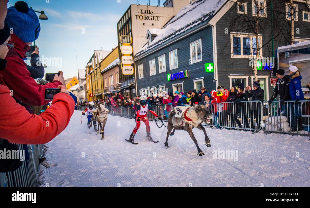 Reindeer racing norway hi-res stock photography and images - Alamy