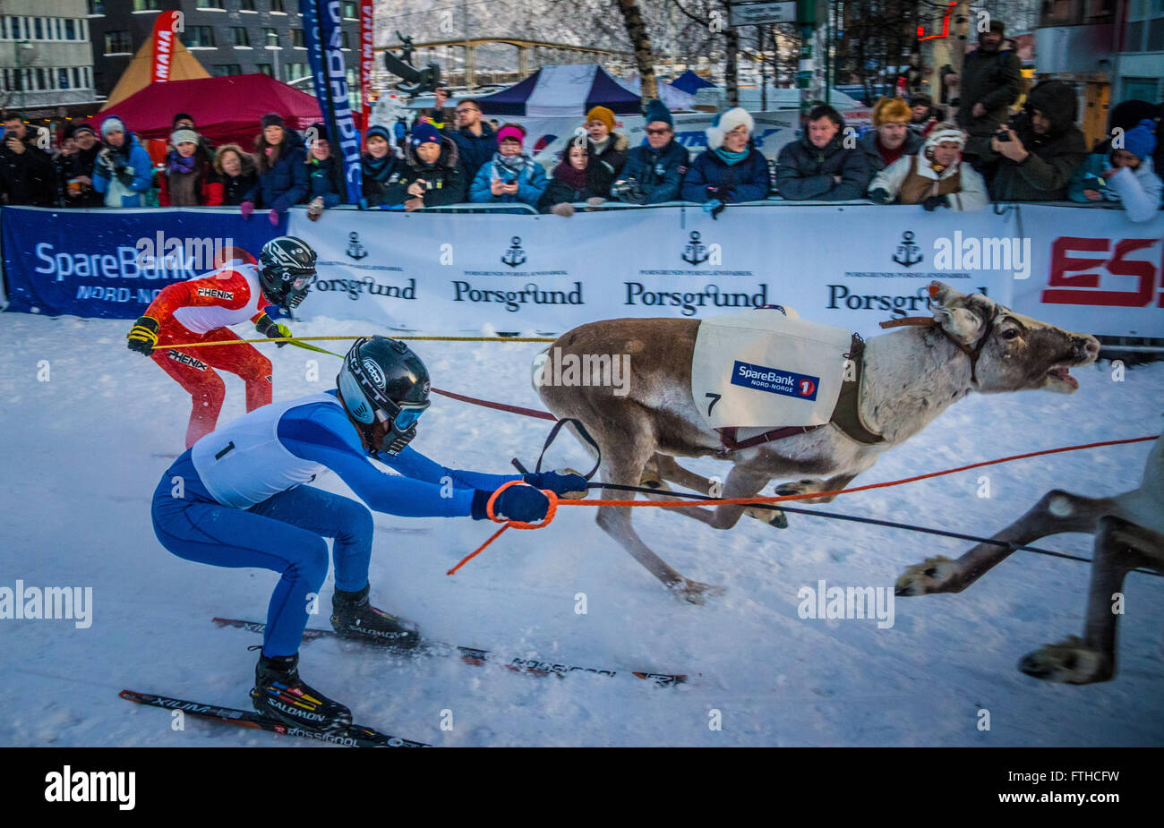 Tromso reindeer racing 2016 Stock Photo - Alamy