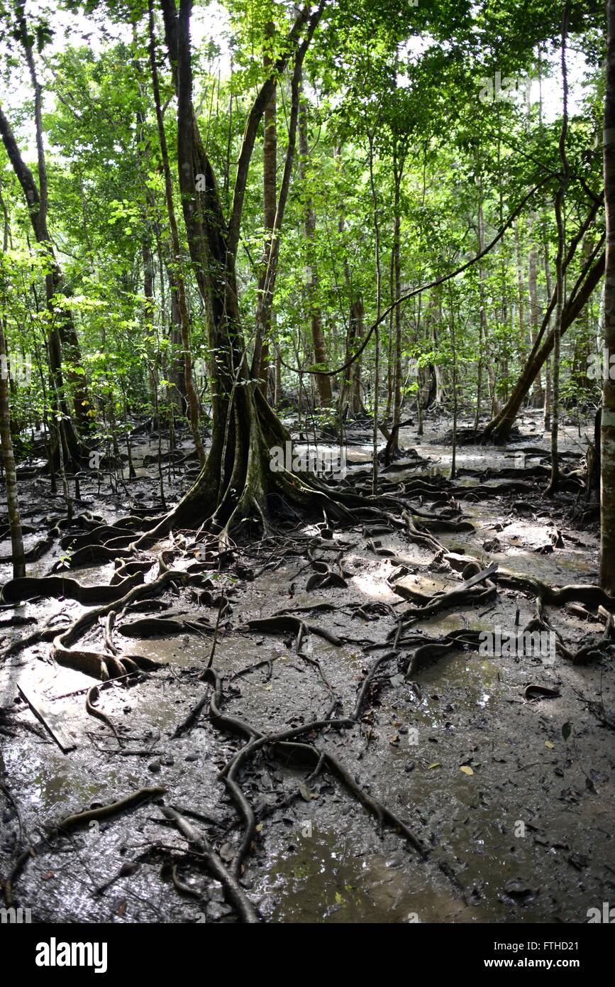 River sambú panama hi-res stock photography and images - Alamy