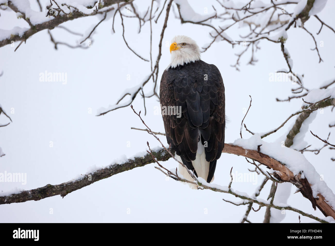 Bald Eagle on snow covered tree, Alaska, USA Stock Photo - Alamy