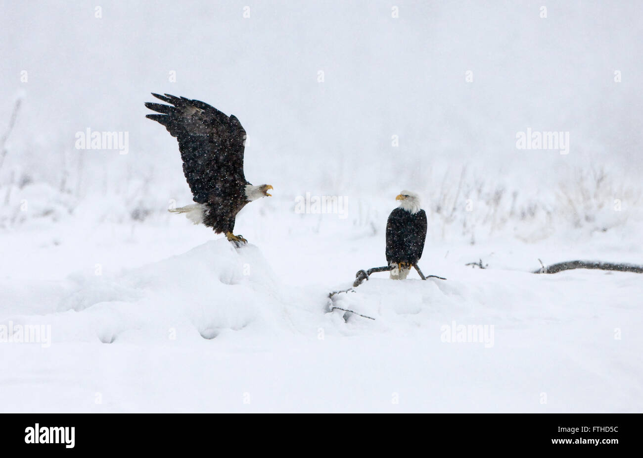 Bald Eagles fighting on snow, Alaska, USA Stock Photo - Alamy