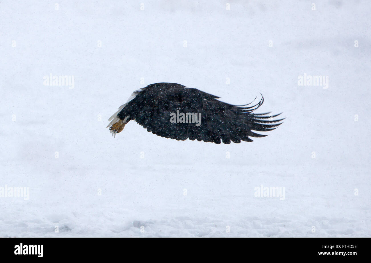 Animal life in north hi-res stock photography and images - Alamy