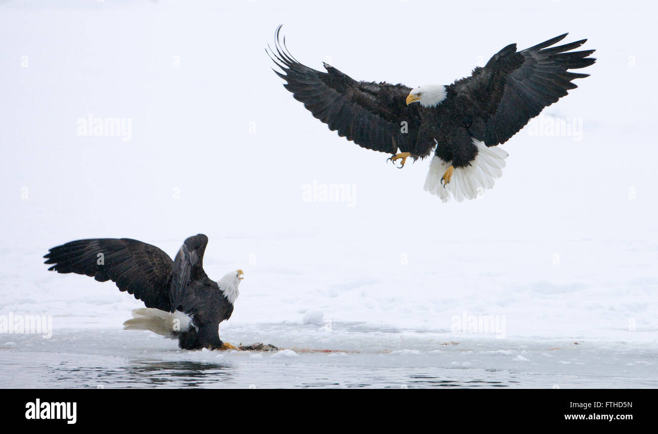 On eagles wings hi-res stock photography and images - Alamy
