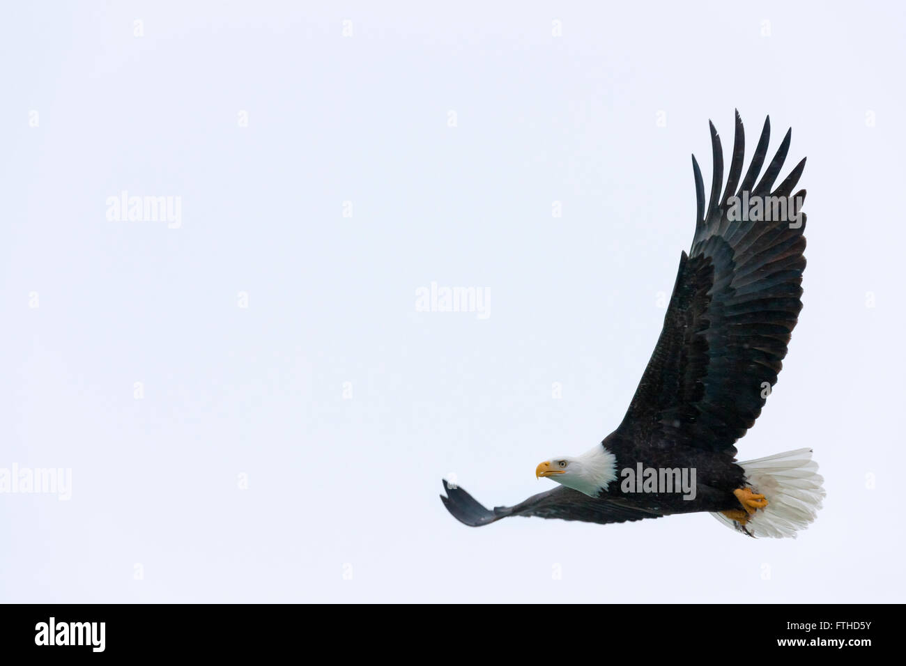 Bald Eagle flying, Alaska, USA Stock Photo - Alamy