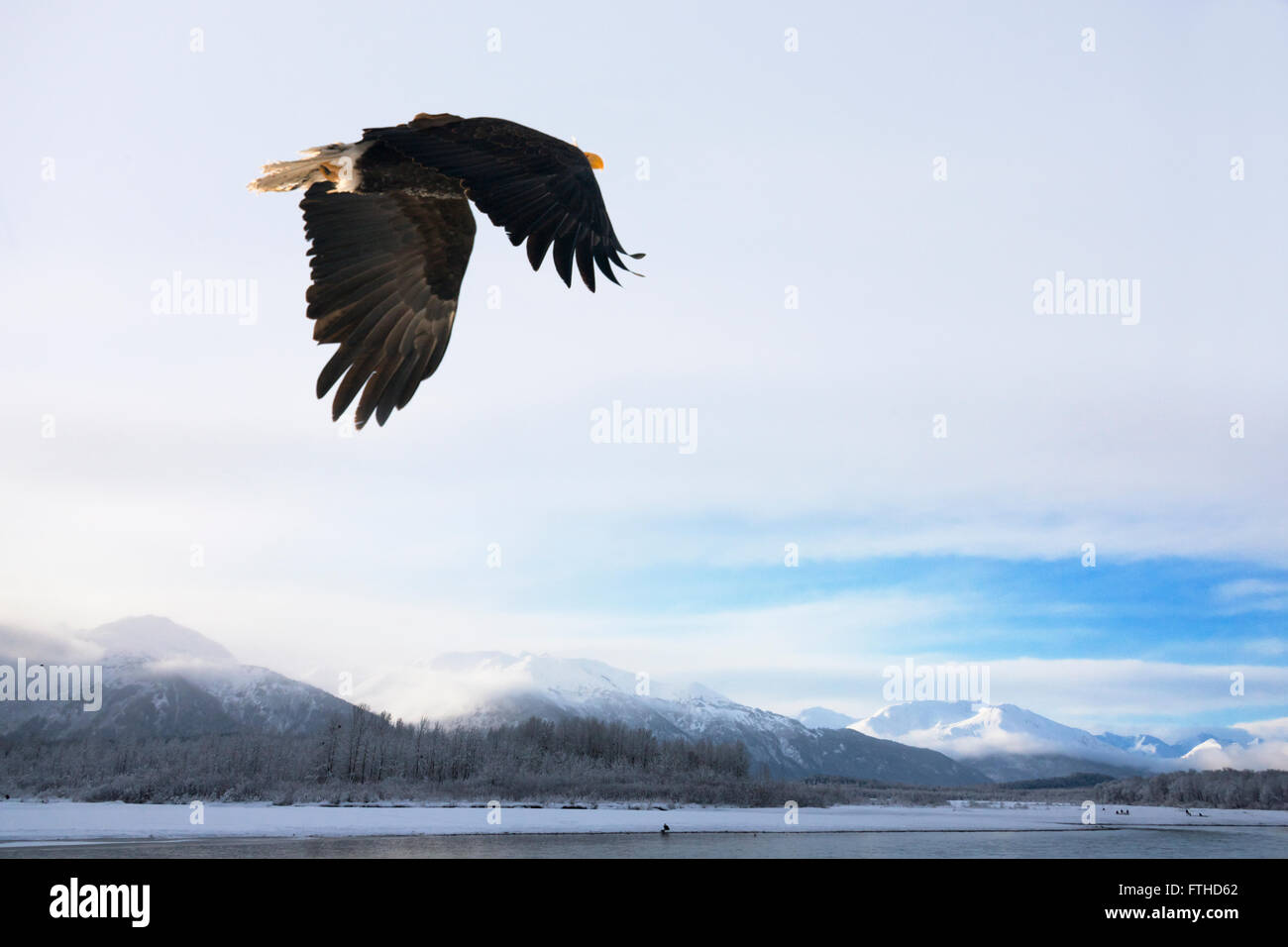 Bald Eagle flying, Alaska, USA Stock Photo - Alamy