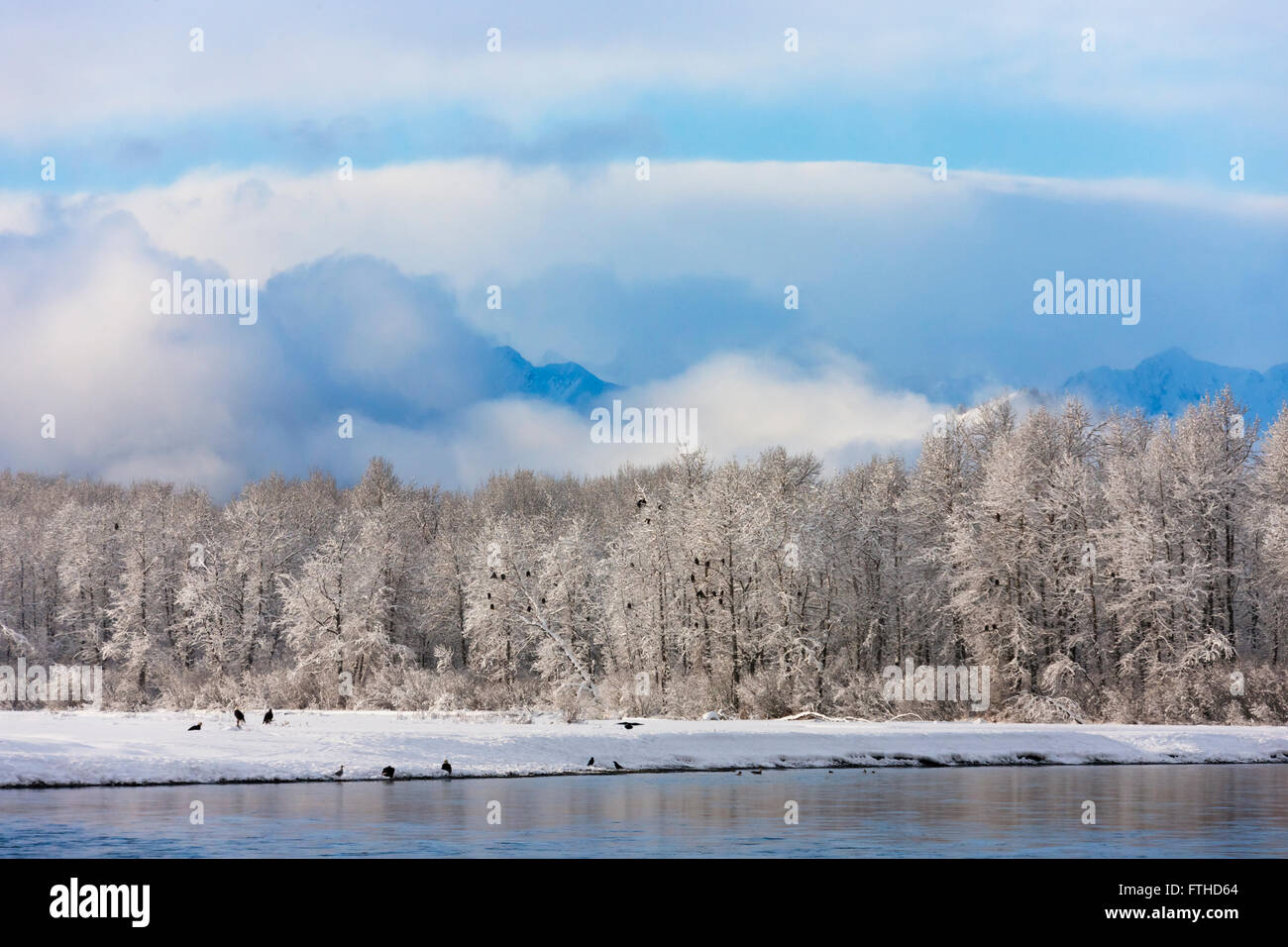 Bald Eagles on trees covered with snow by the river, Alaska, USA Stock ...
