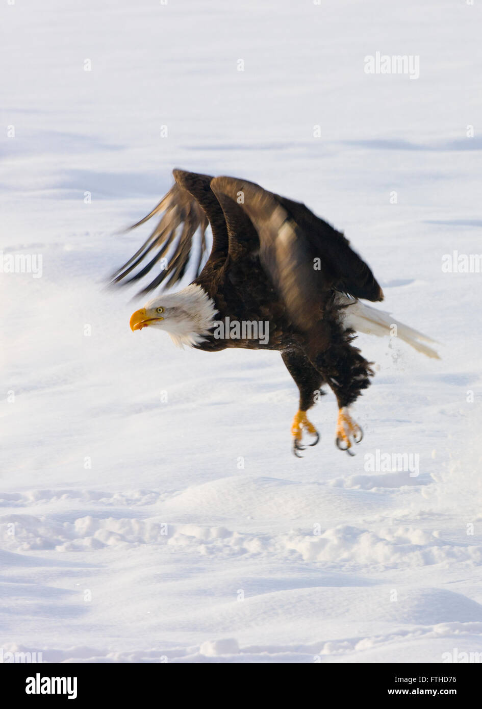 Bald eagle take off hi-res stock photography and images - Alamy