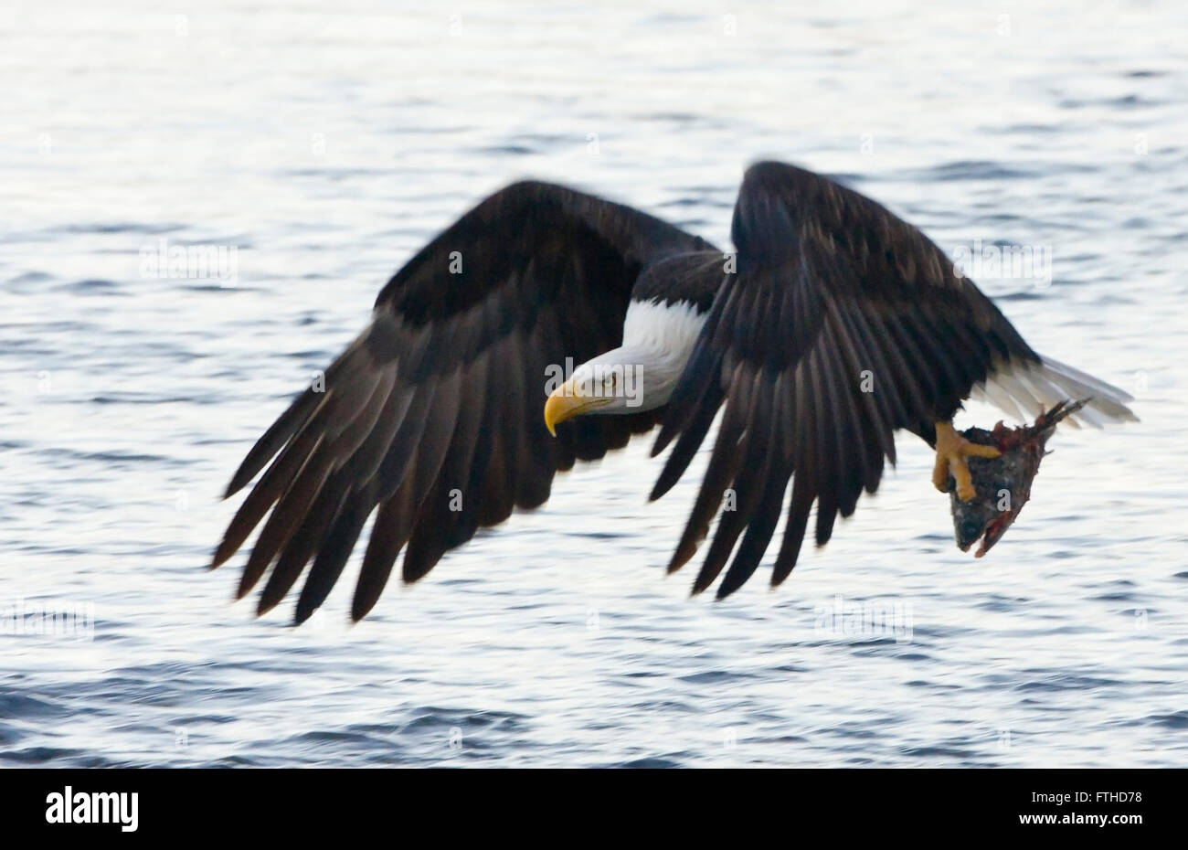 Bald eagle flying over water hi-res stock photography and images - Alamy