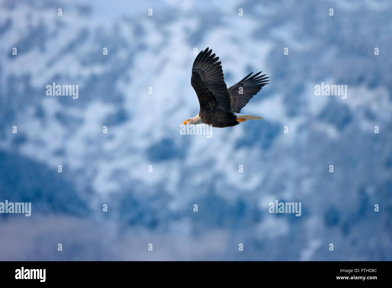 Bald Eagle flying, Alaska, USA Stock Photo - Alamy