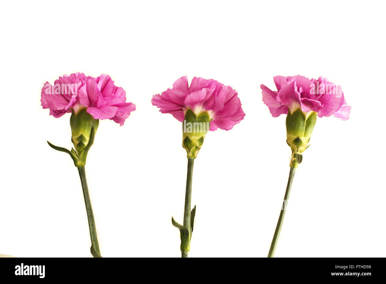 Three gently purple carnations isolated on white background Stock Photo ...
