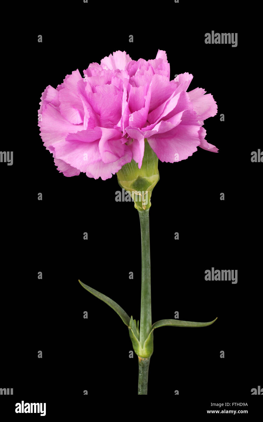 Gently purple carnation isolated on black background Stock Photo - Alamy