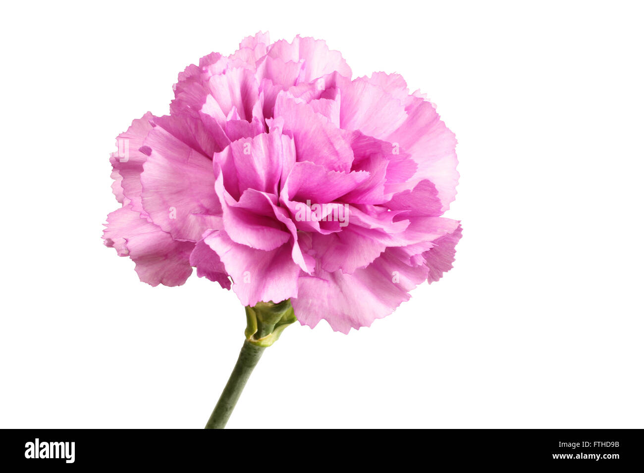 Gently purple carnation isolated on white background Stock Photo - Alamy