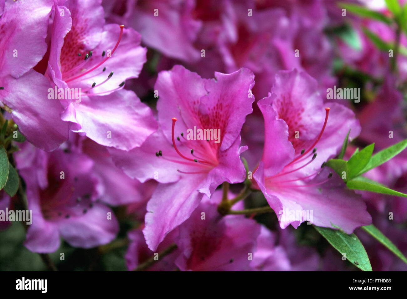 Azalea hi-res stock photography and images - Alamy