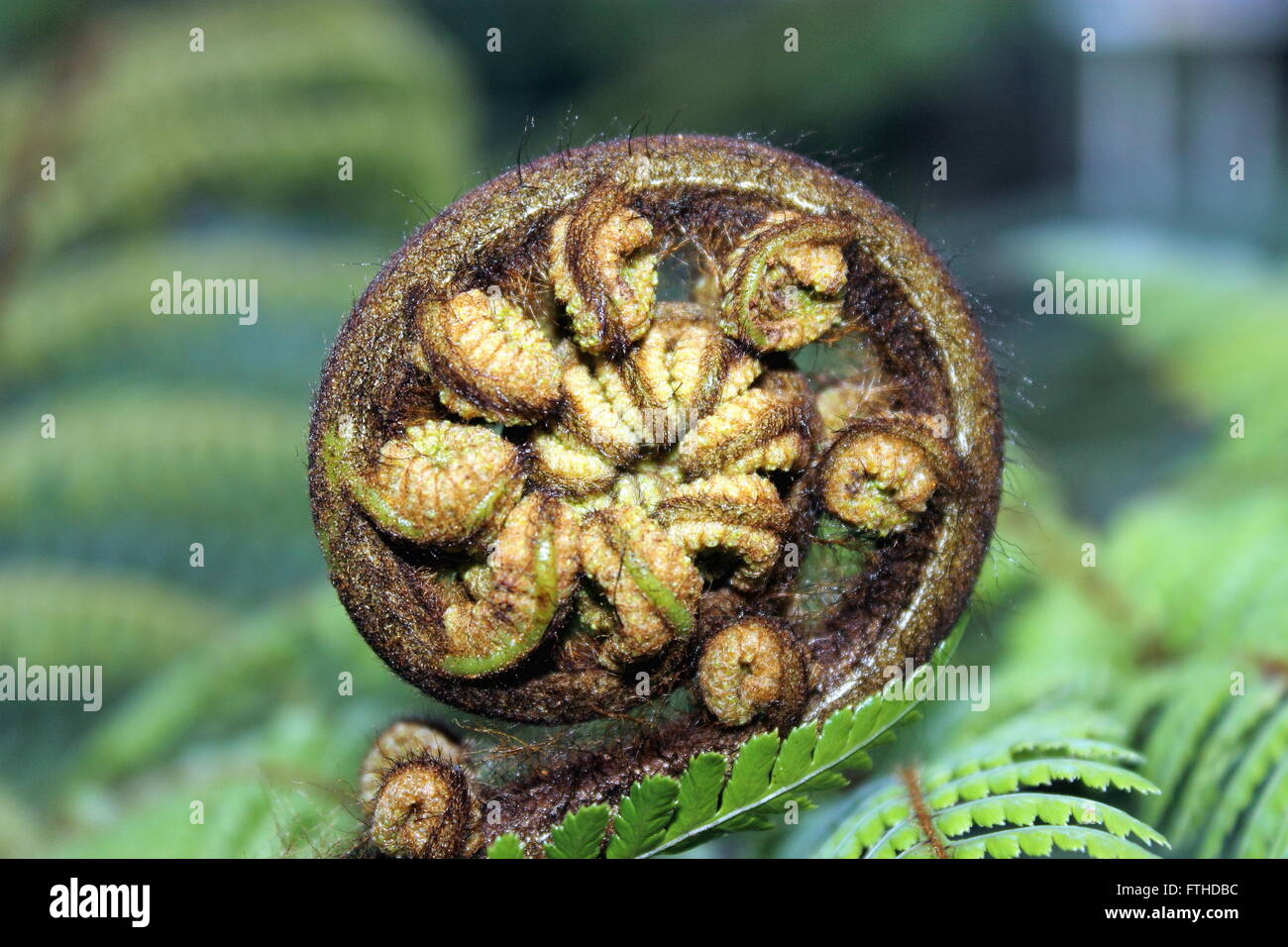 New Zealand Tree Fern Koru Stock Photo - Alamy