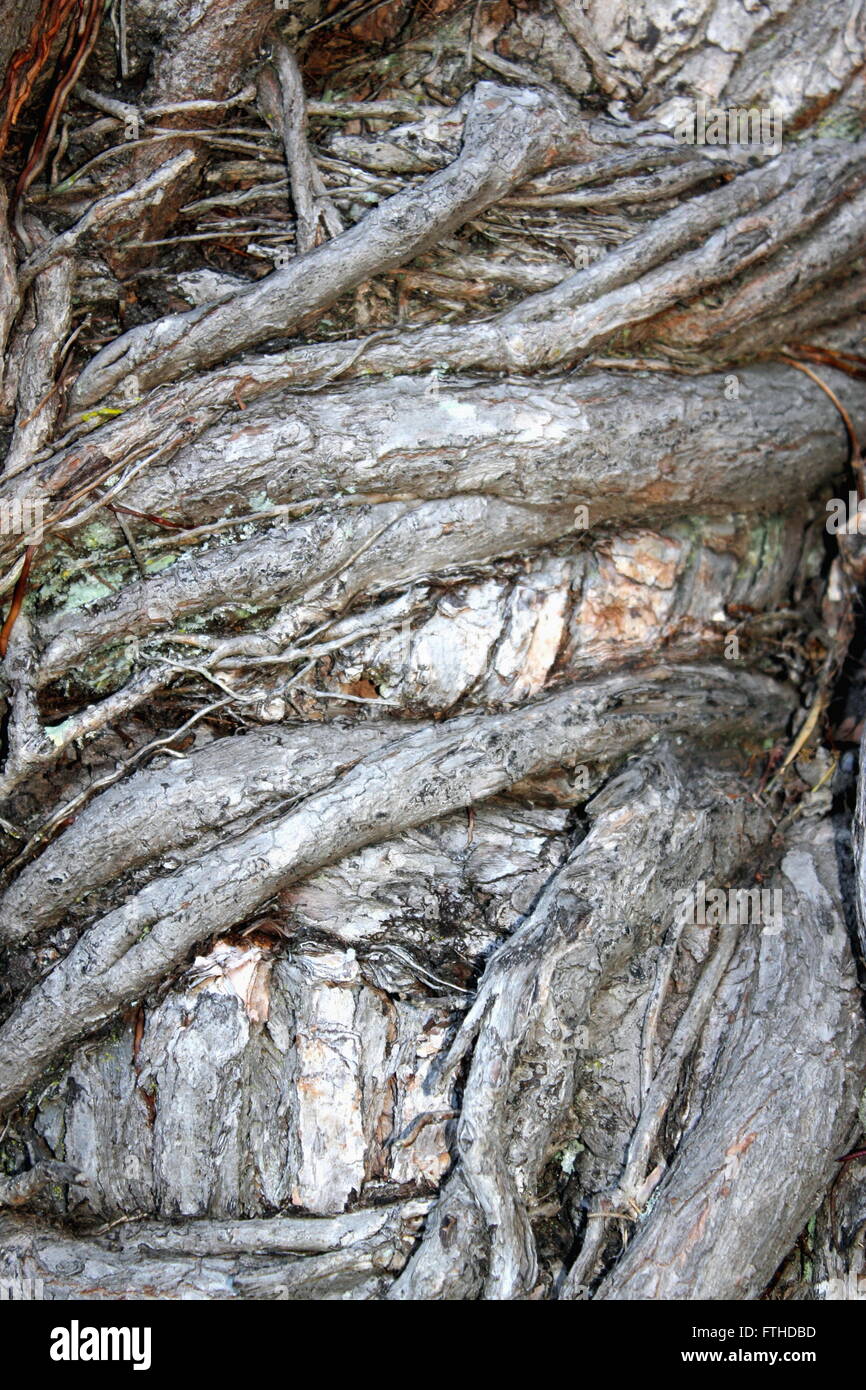 Gnarly tree trunk bark hi-res stock photography and images - Alamy