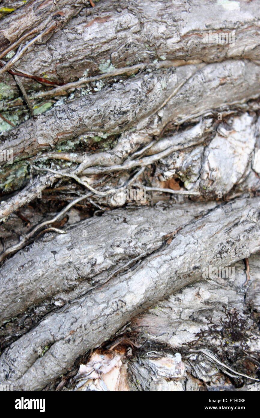 Twisted Tree Trunk Stock Photos & Twisted Tree Trunk Stock Images - Alamy