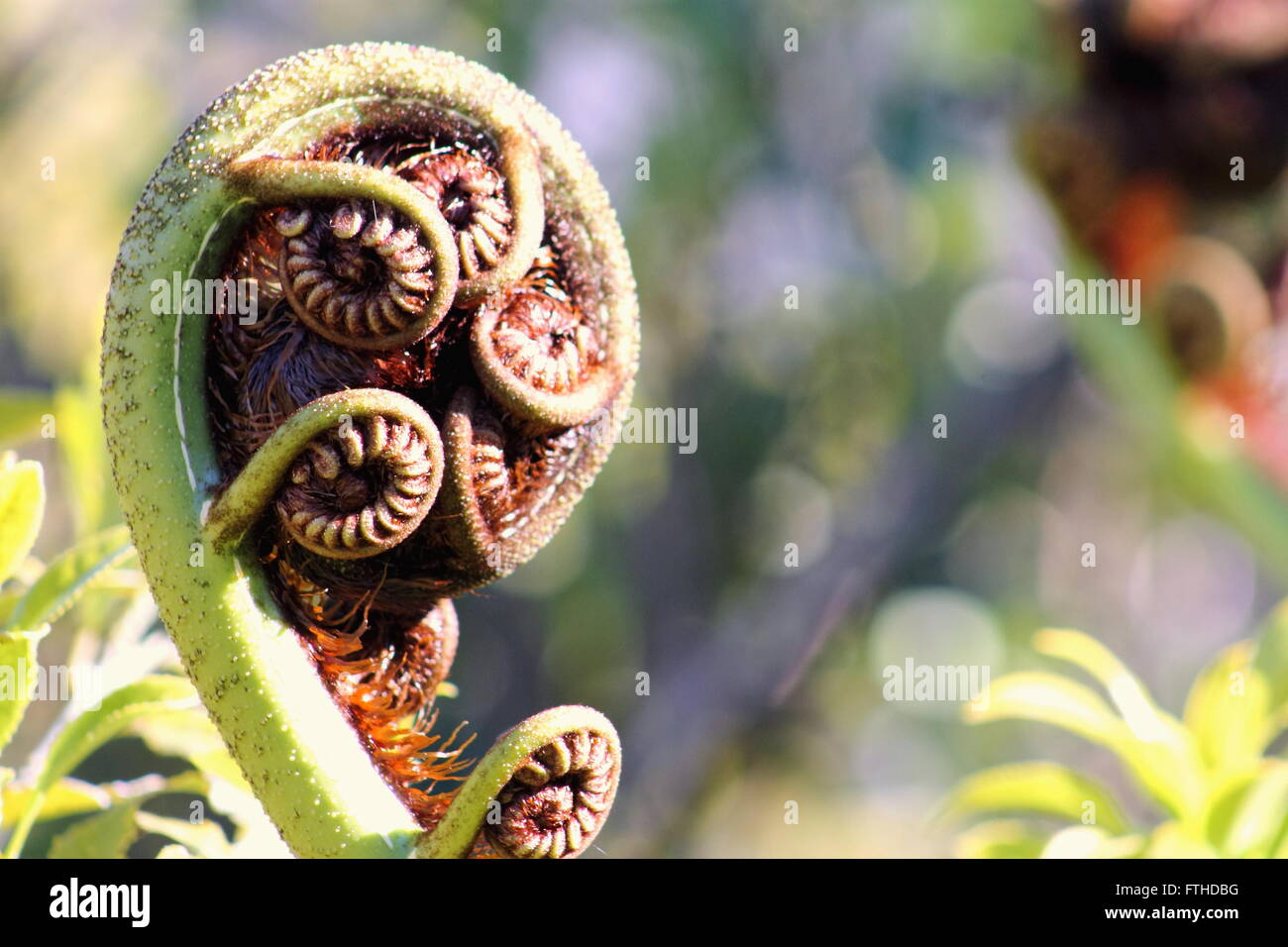 New Zealand Tree Fern Koru Stock Photo - Alamy