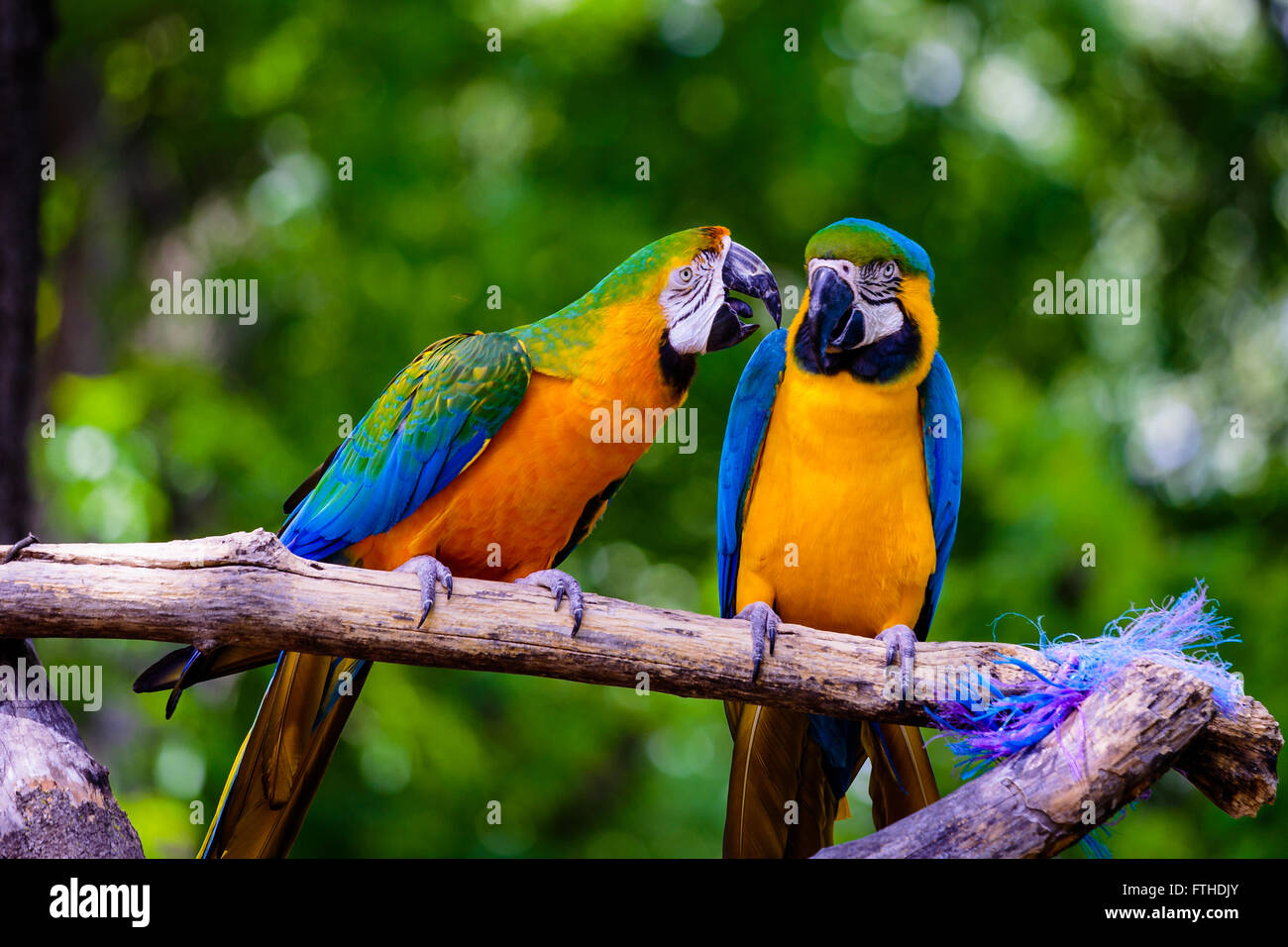 Two parrots on a perch Stock Photo - Alamy